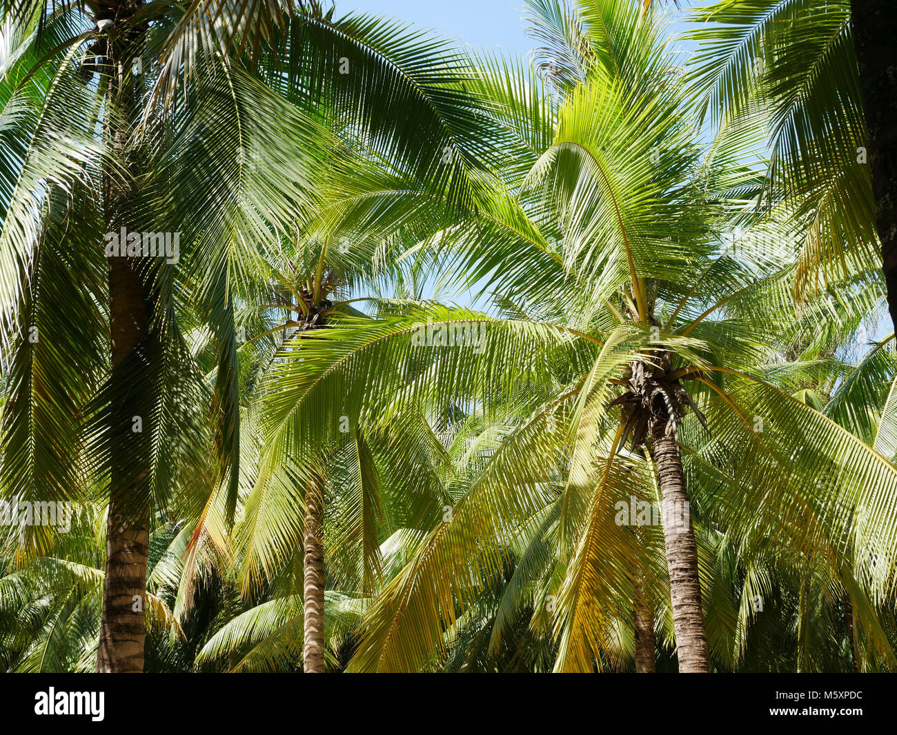 Tropical coconut tree with sky. Summer nature background Stock Photo ...