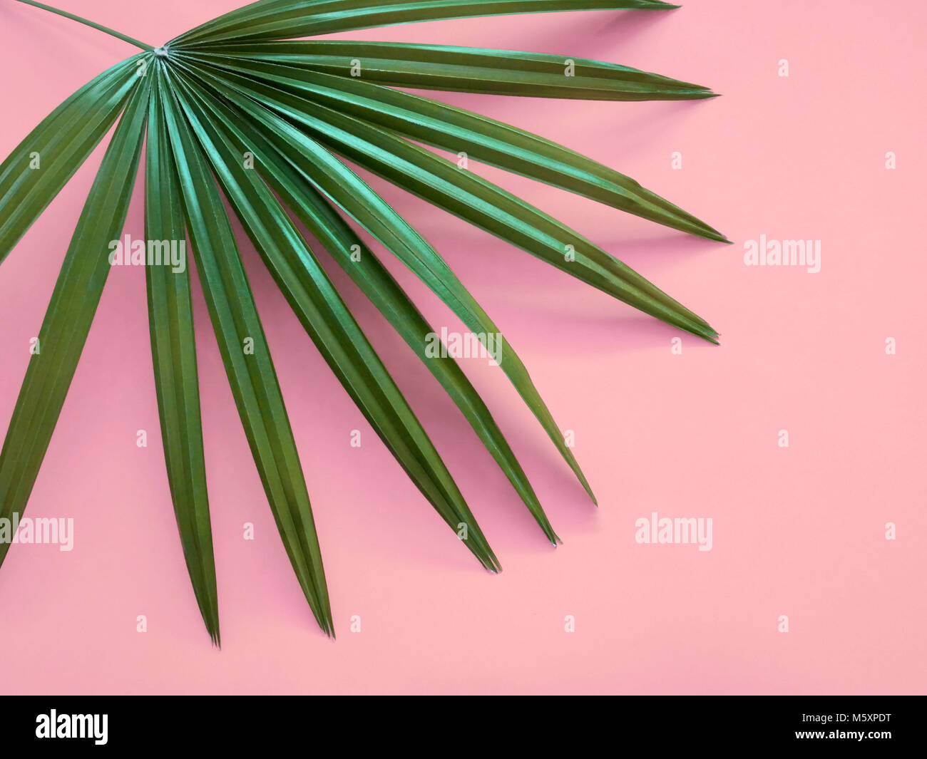 Pink tropical background hi-res stock photography and images - Alamy