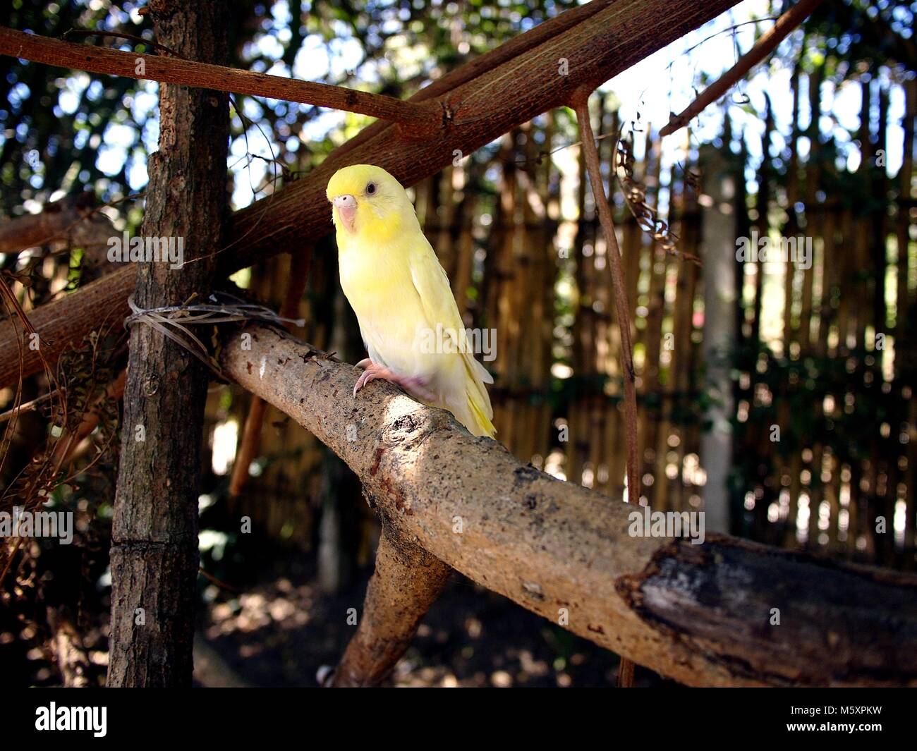 Photo of parakeets perched on a tree branch inside a big bird cage ...