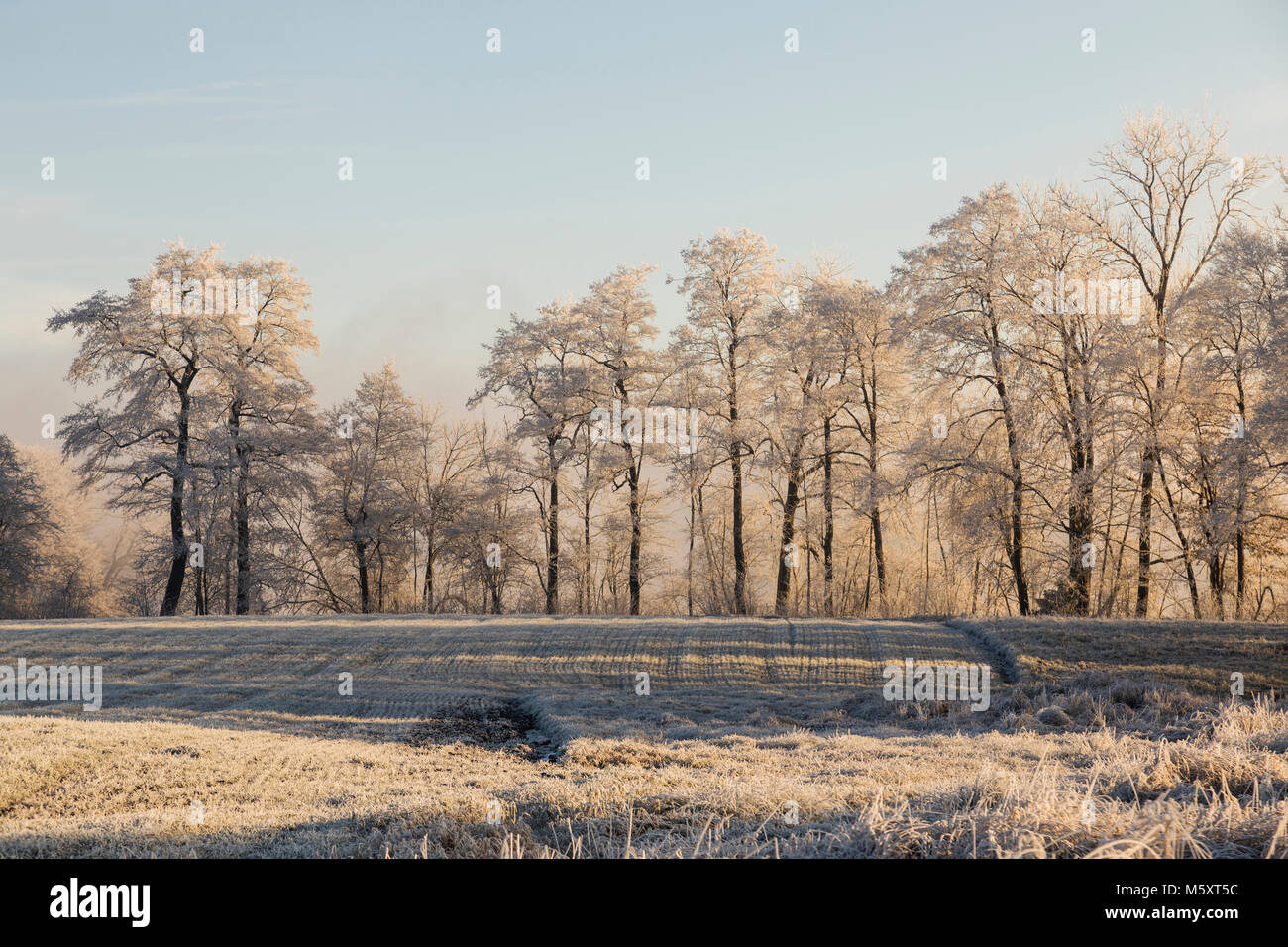Rime ice trees hi-res stock photography and images - Alamy