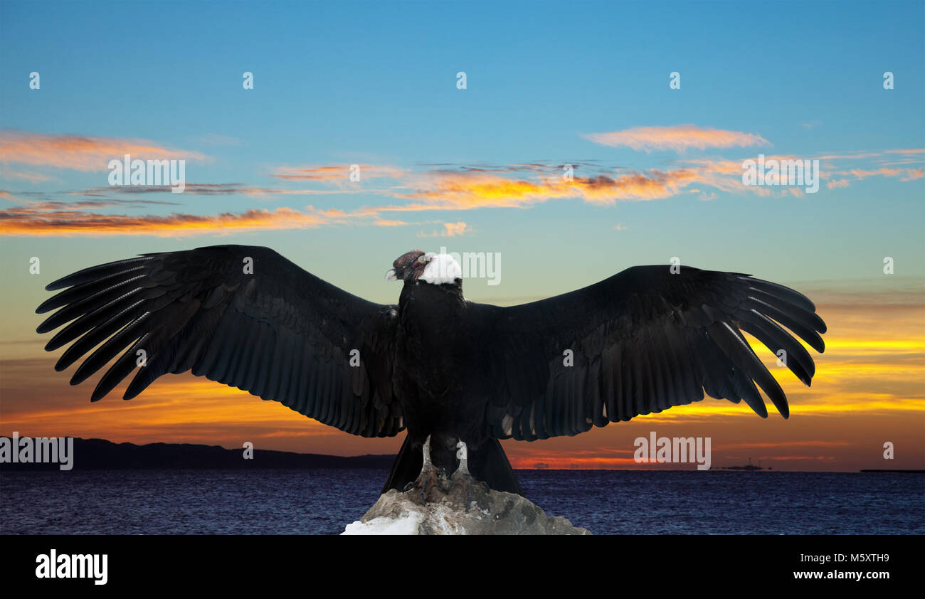 Andean condor on rock against sunset sky background Stock Photo - Alamy