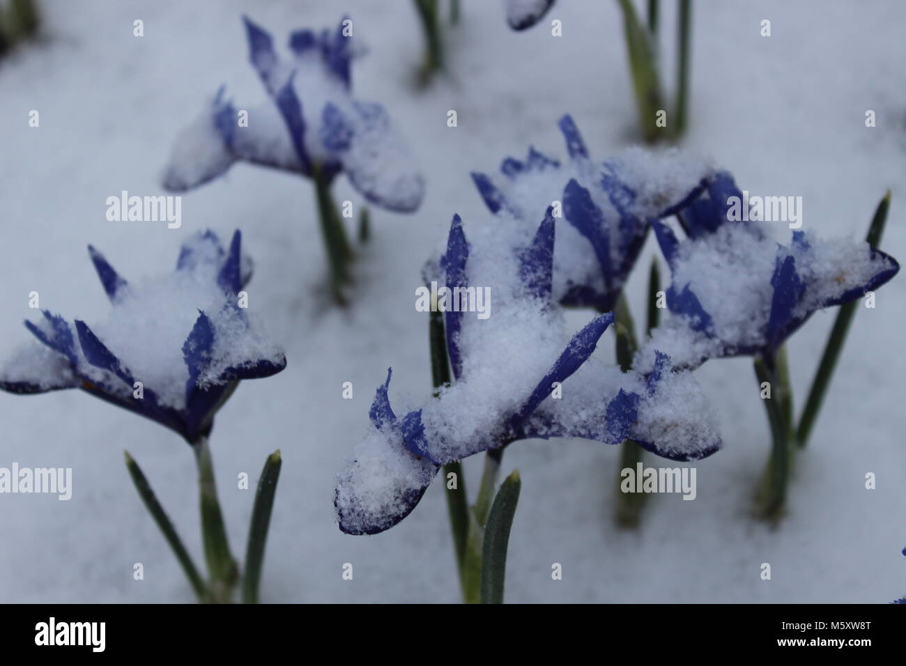 Six Miniature blue irises covered in snow Stock Photo - Alamy