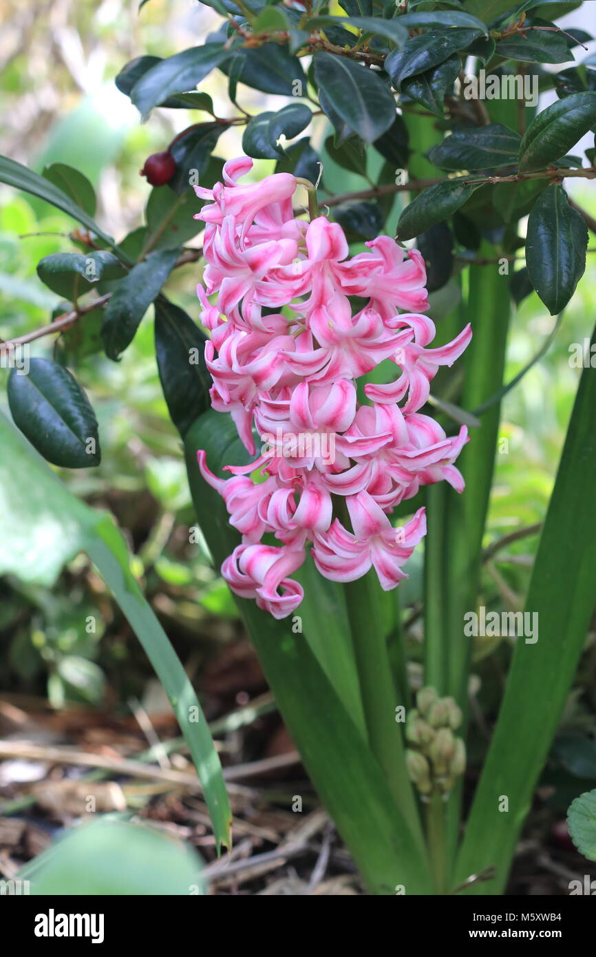 Pink Hyacinth flower in full bloom Stock Photo - Alamy