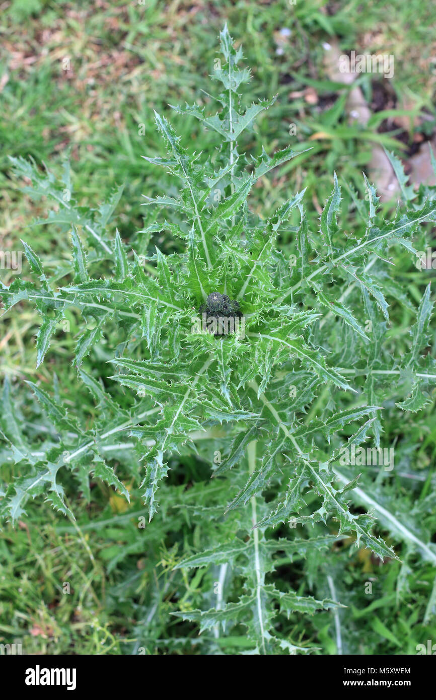 Asper grass hi-res stock photography and images - Alamy