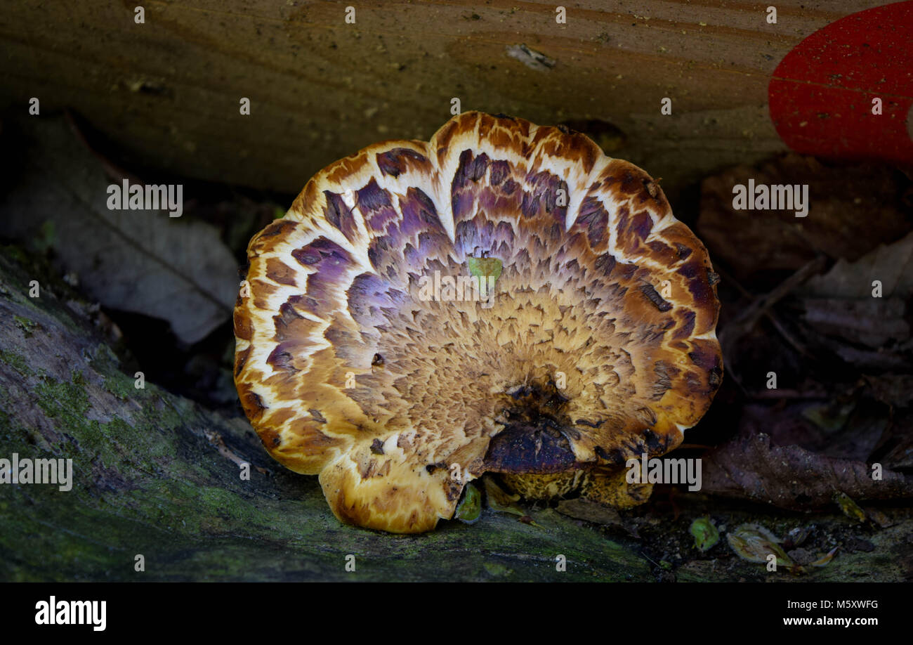 Pretty Mushroom High Resolution Stock Photography and Images - Alamy