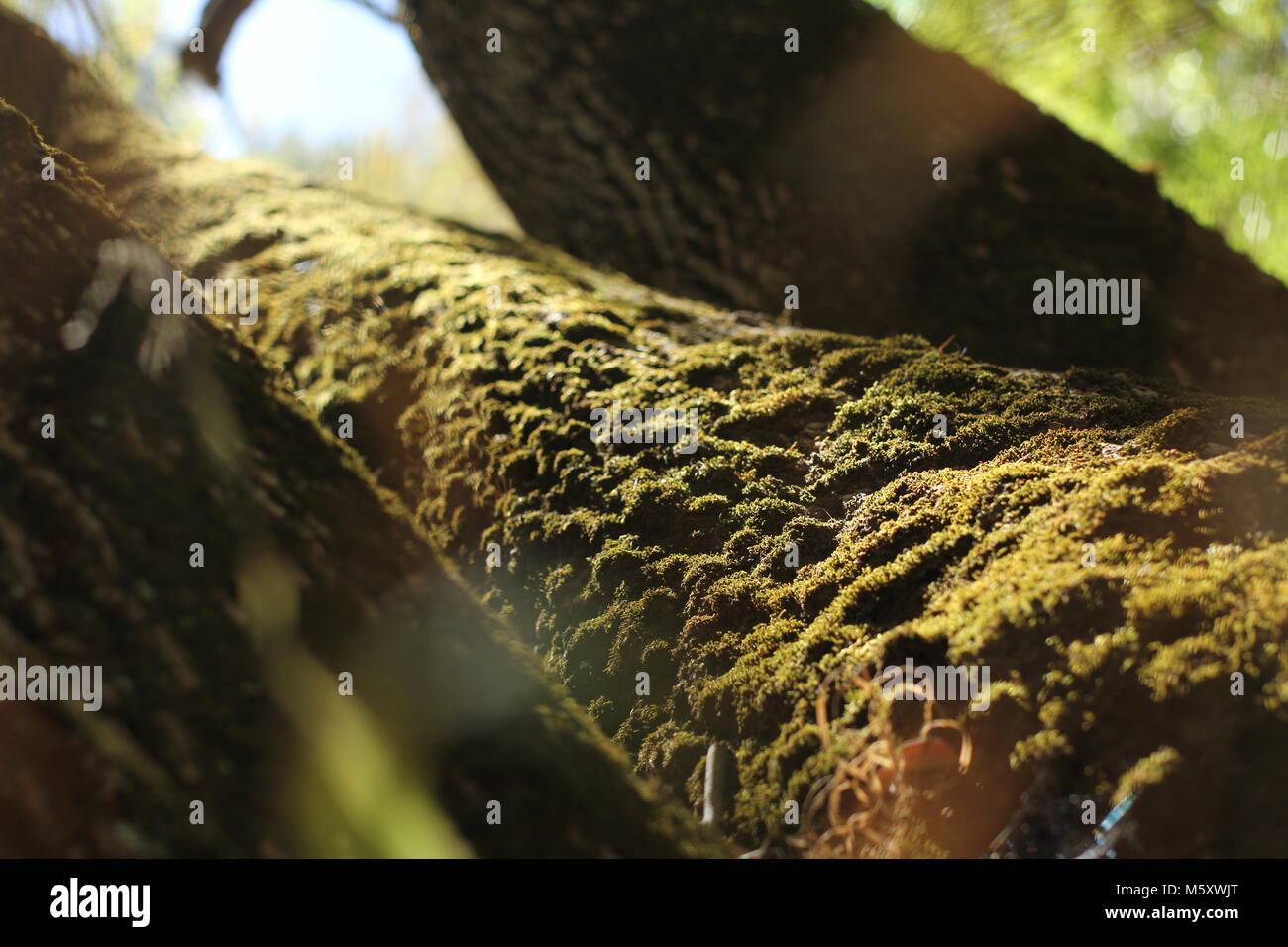 Timber bush hi-res stock photography and images - Alamy