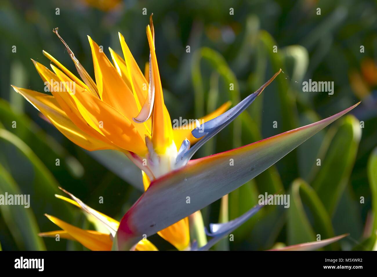 paradise flower Stock Photo - Alamy