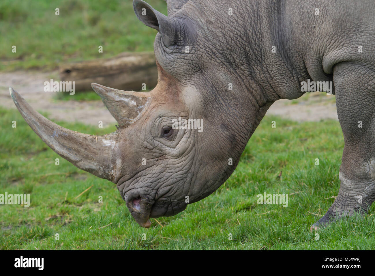 Beautiful rhino hi-res stock photography and images - Alamy