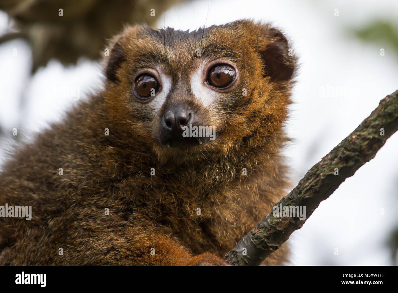 photo portrait of a Red bellied Lemur Stock Photo - Alamy