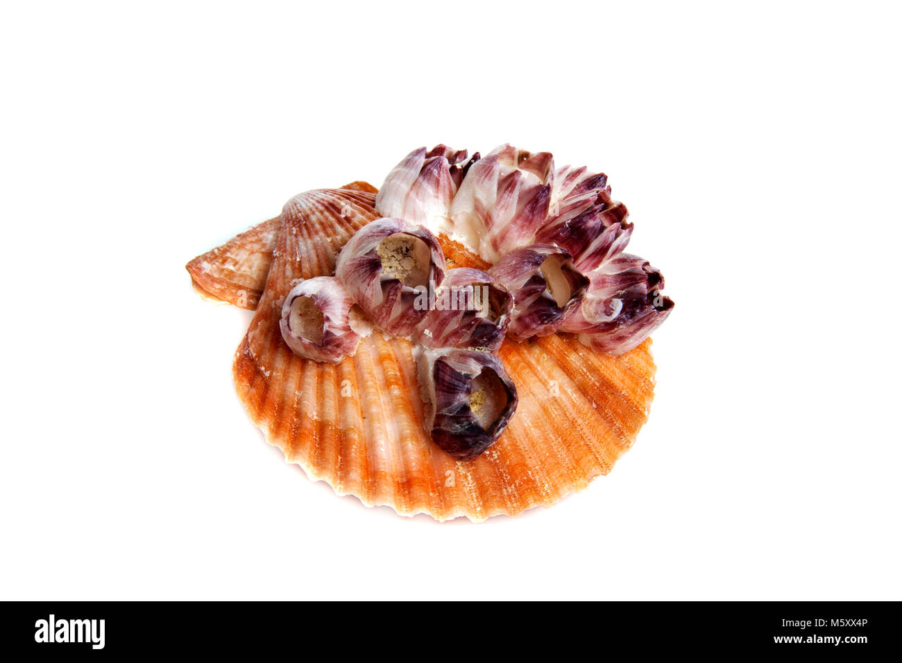 Setting valves hi-res stock photography and images - Alamy