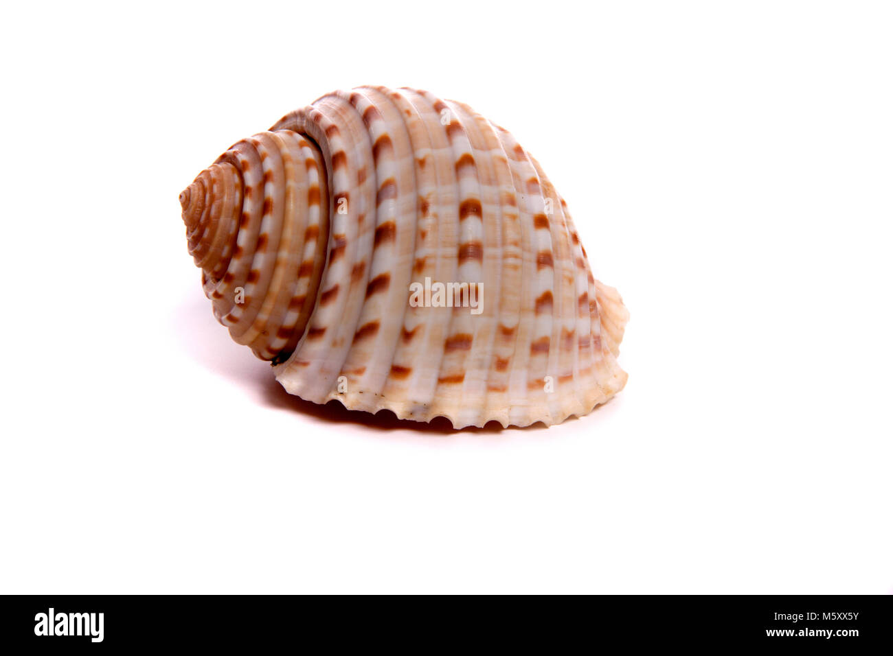Marine sea shell in a studio setting against a white background Stock ...