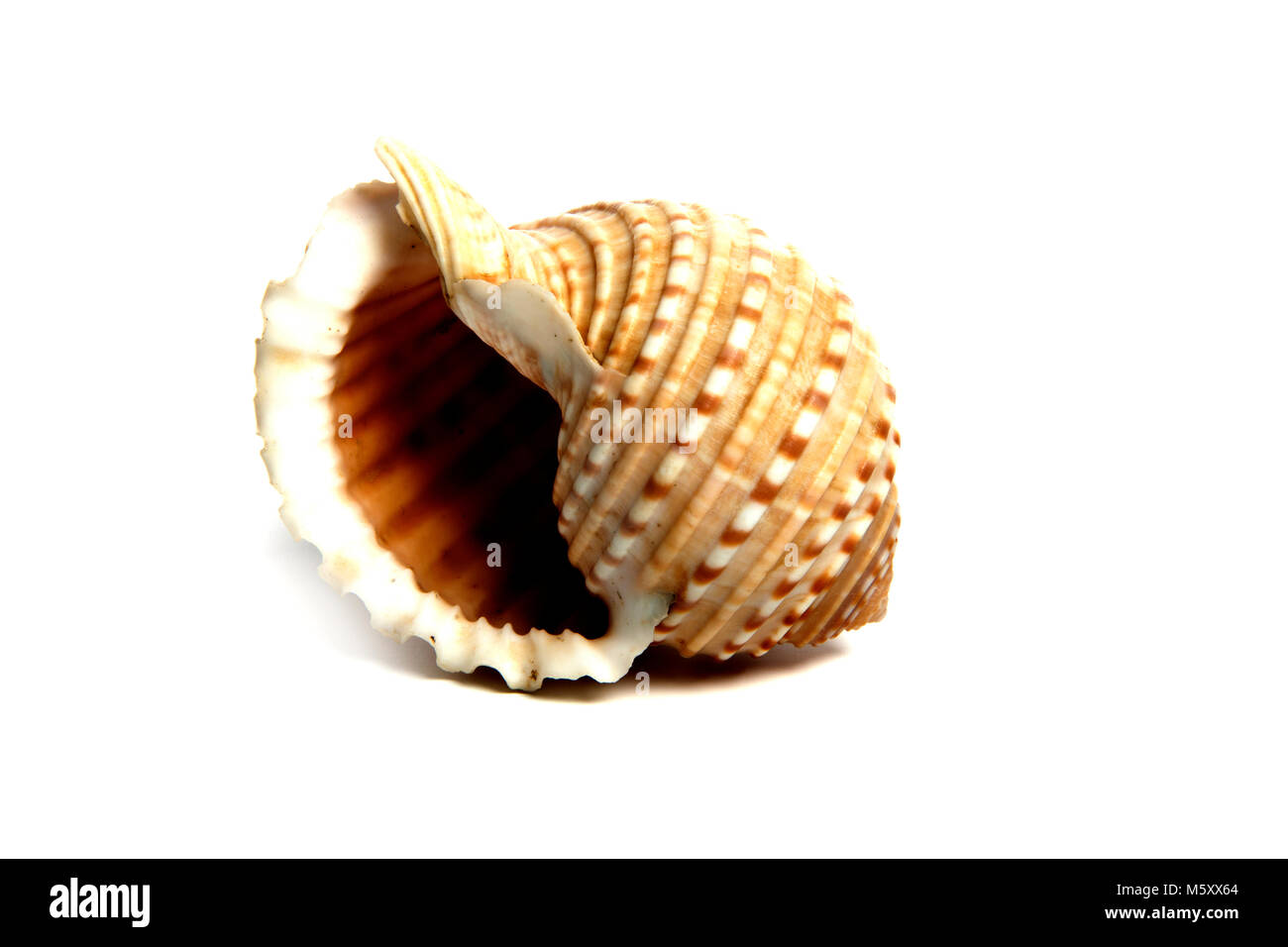 Marine sea shell in a studio setting against a white background Stock ...