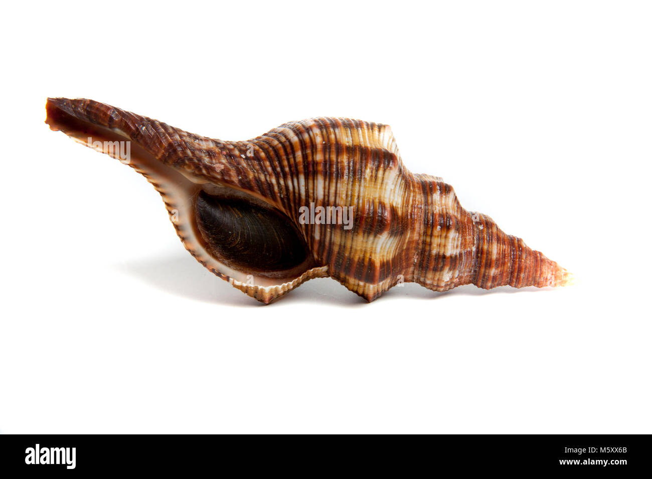 Marine sea shell in a studio setting against a white background Stock ...
