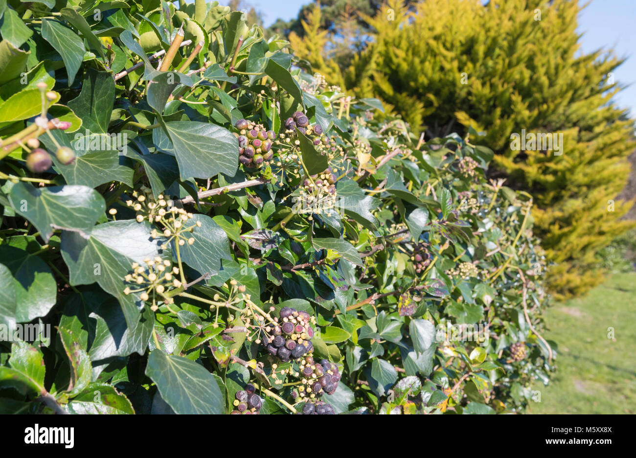 Ivy in winter hi-res stock photography and images - Alamy