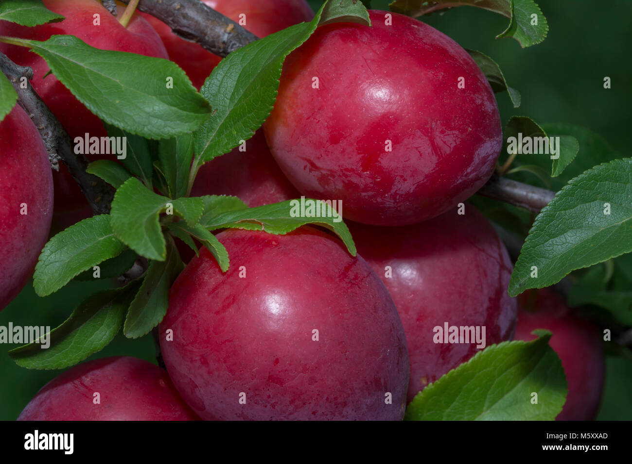 Plum tree. Red plums tree Stock Photo - Alamy