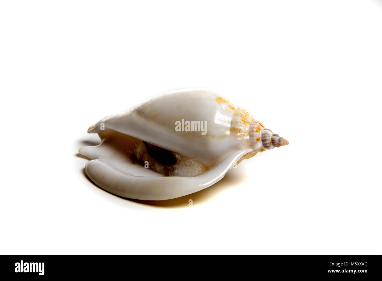 Marine sea shell in a studio setting against a white background Stock ...