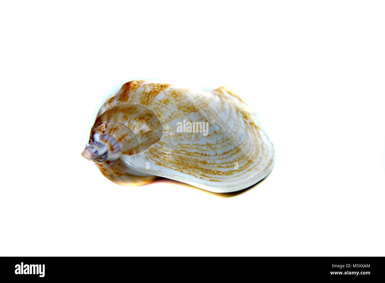 Marine sea shell in a studio setting against a white background Stock ...