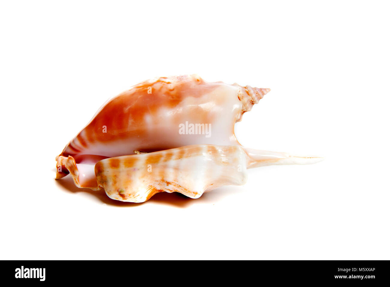Marine sea shell in a studio setting against a white background Stock ...