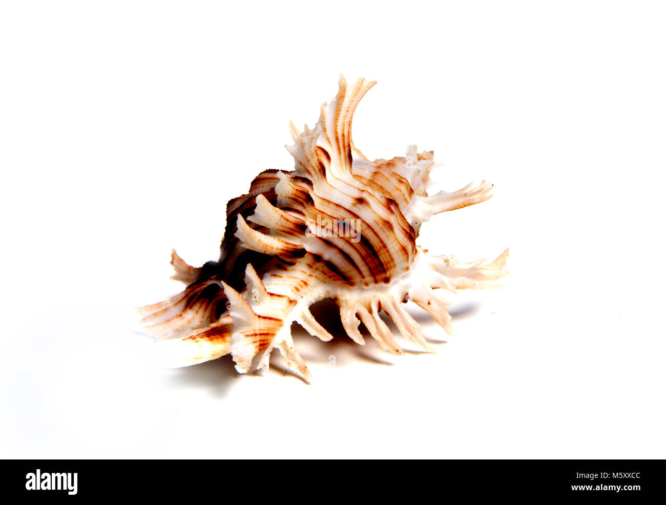 Marine sea shell in a studio setting against a white background Stock ...