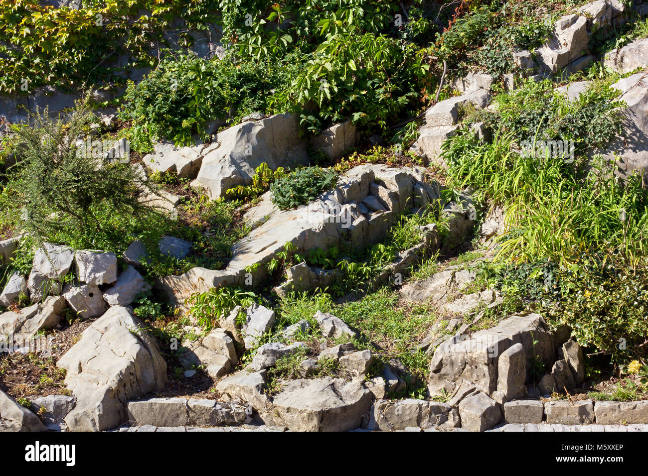 Rocky slope covered by plants, grass and bushes Stock Photo - Alamy