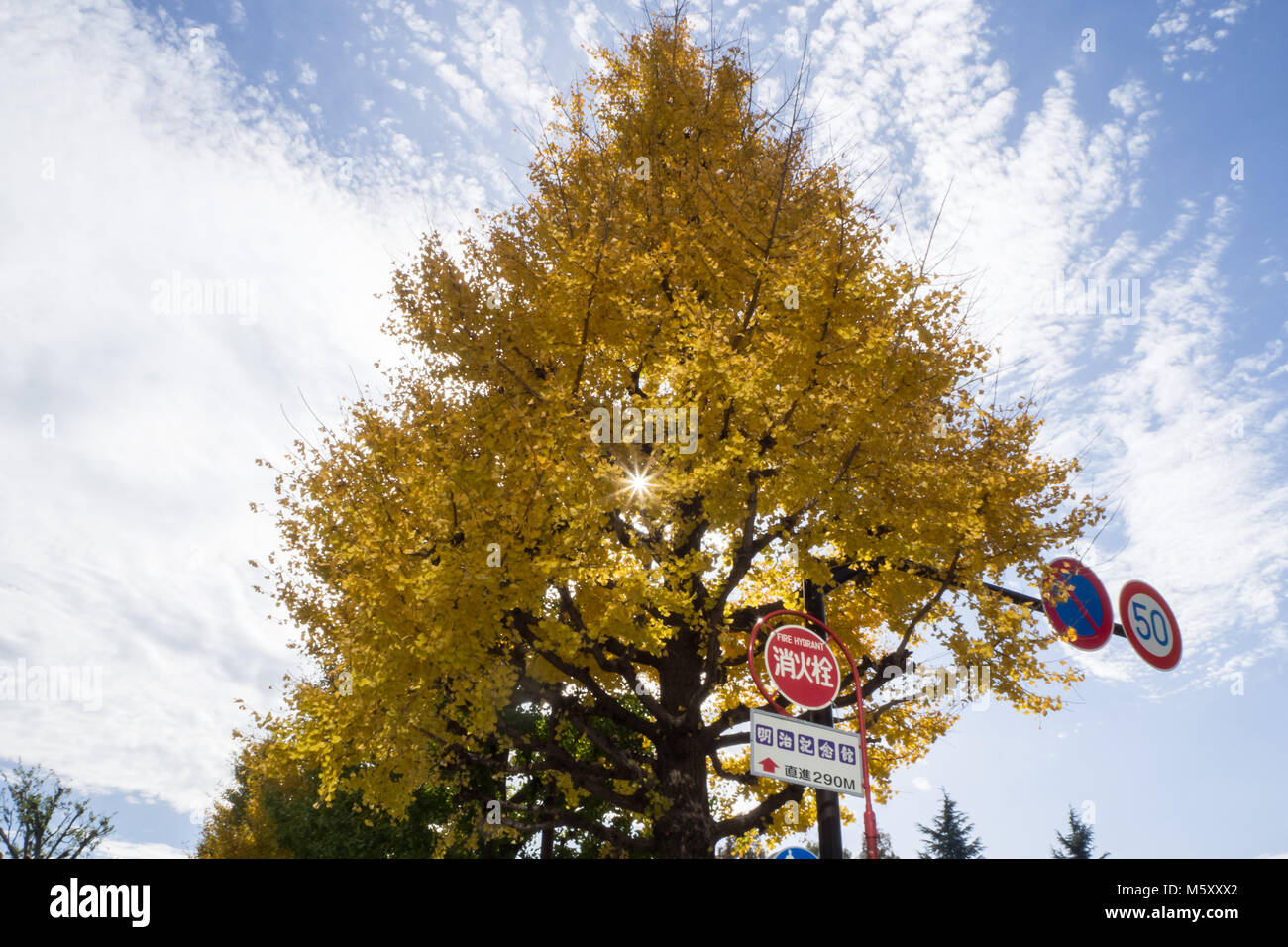 Scenery of the abundance of yellow trees in the Meji Jingu Gaien Park ...
