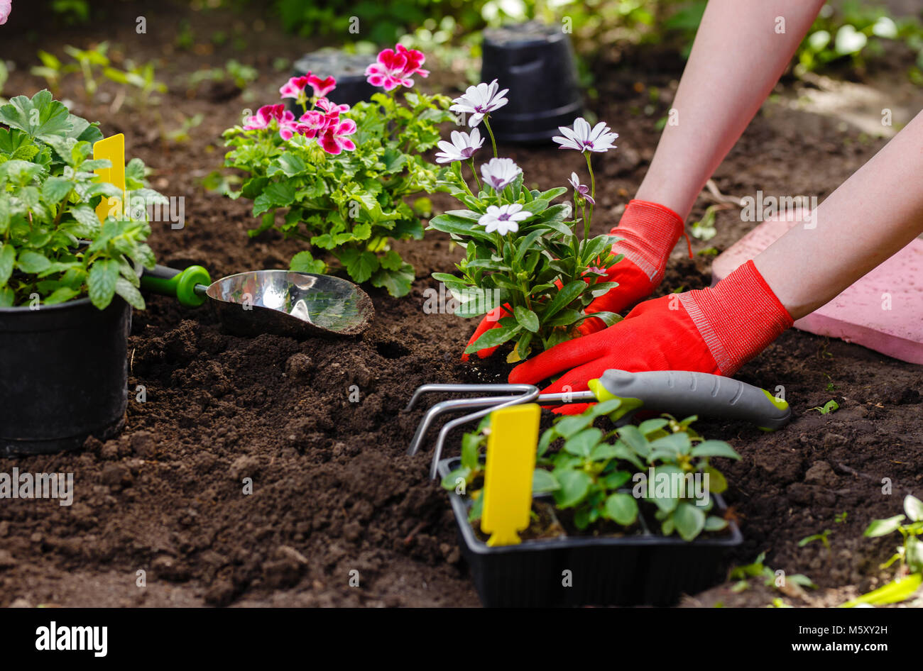 Gardener woman planting flowers in the summer garden at morning Stock ...