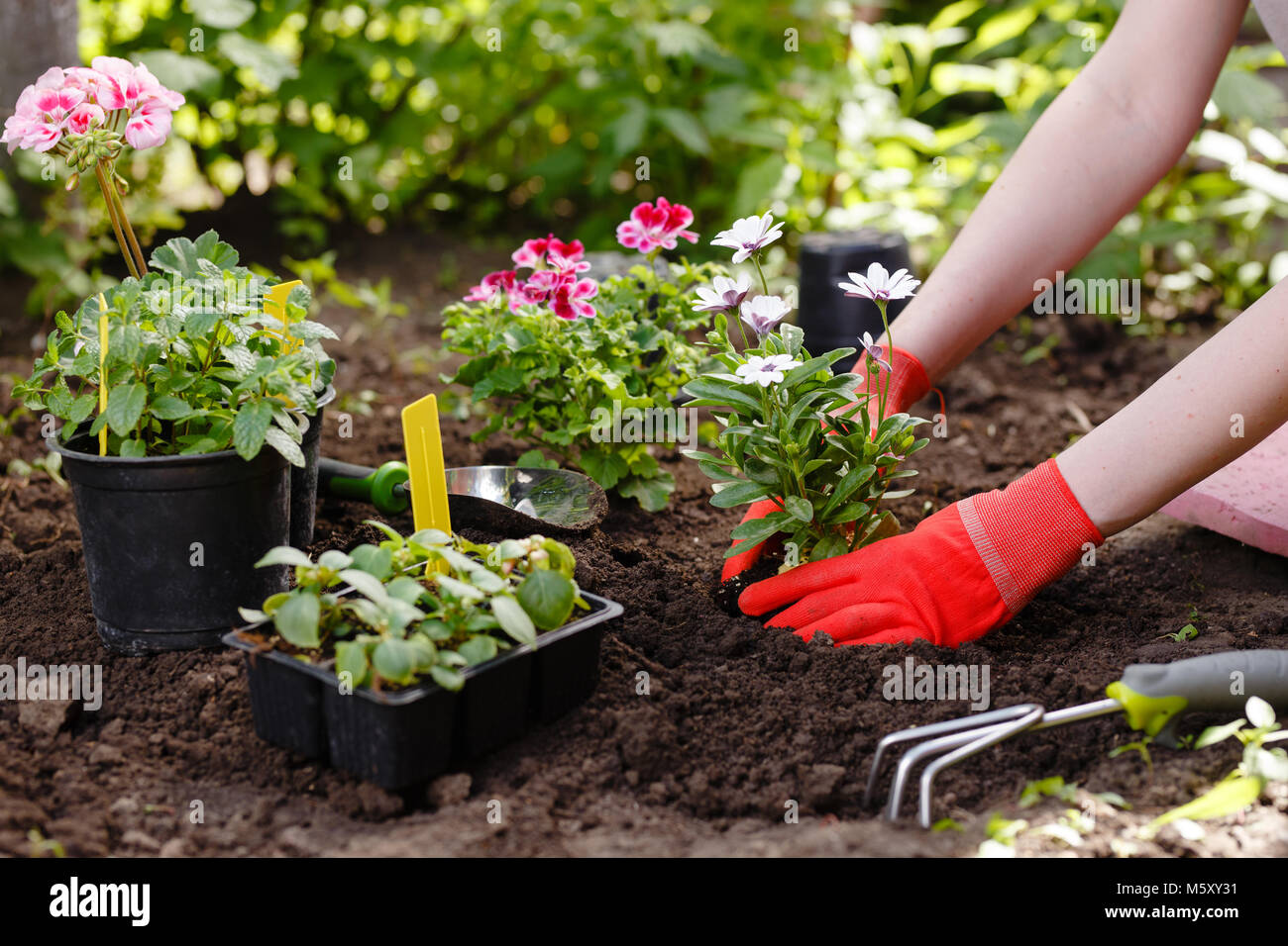 Female gardener holding pot flower hi-res stock photography and images ...