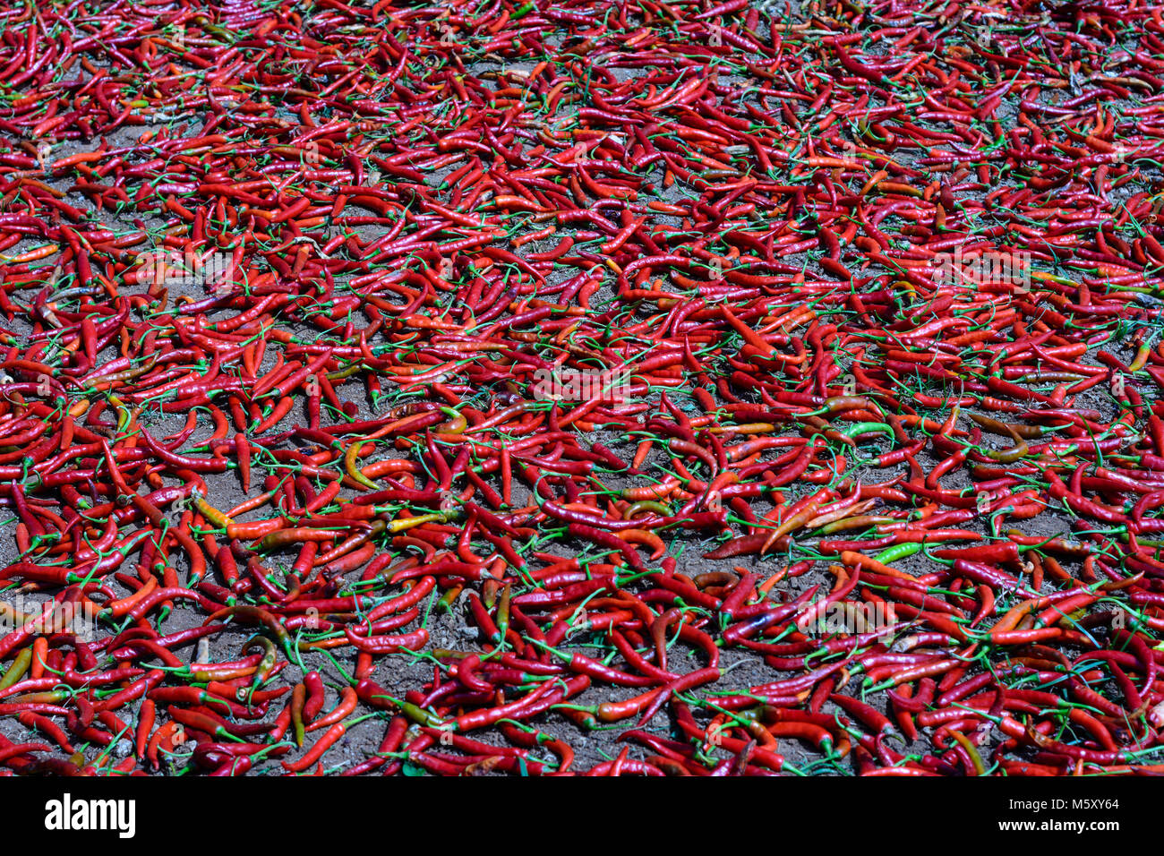 Chilli Pod High Resolution Stock Photography and Images - Alamy