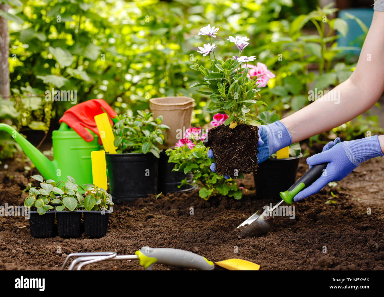 Gardener woman planting flowers in the garden at sunny morning Stock ...