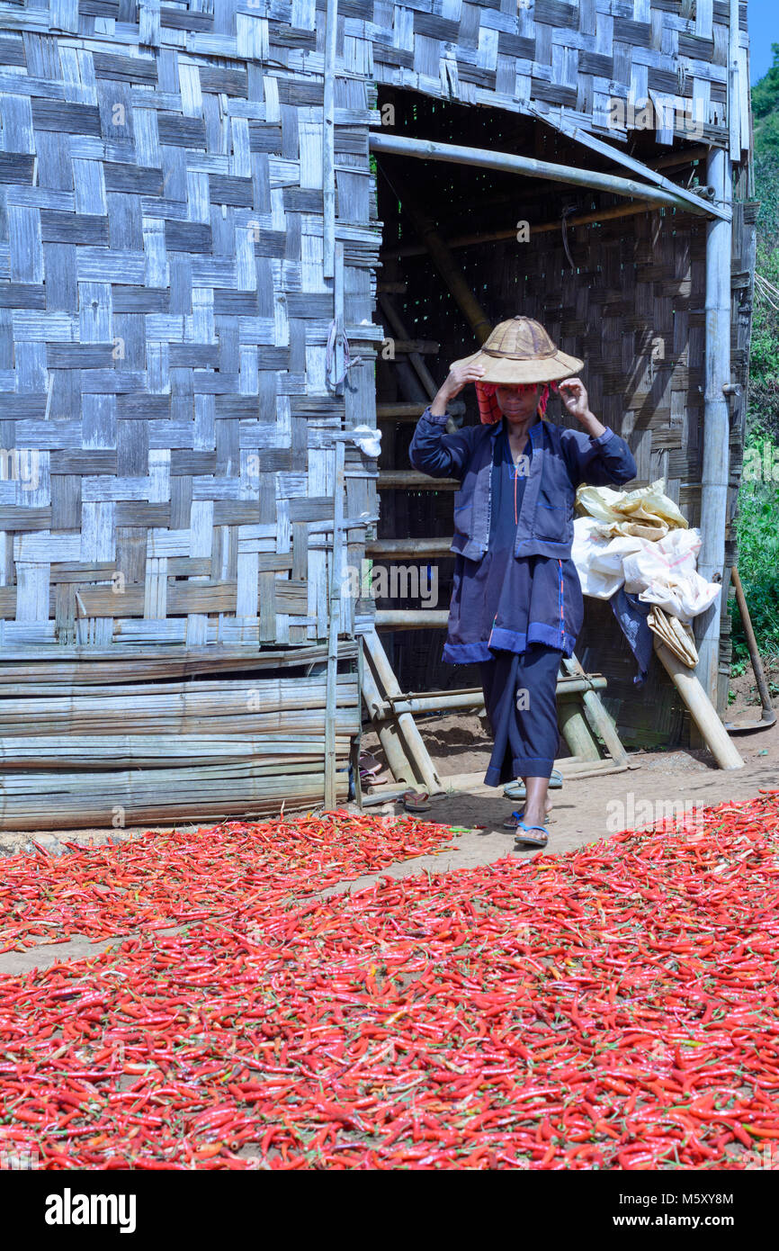 Kalaw: chilli pod for drying, house, , Shan State, Myanmar (Burma Stock ...
