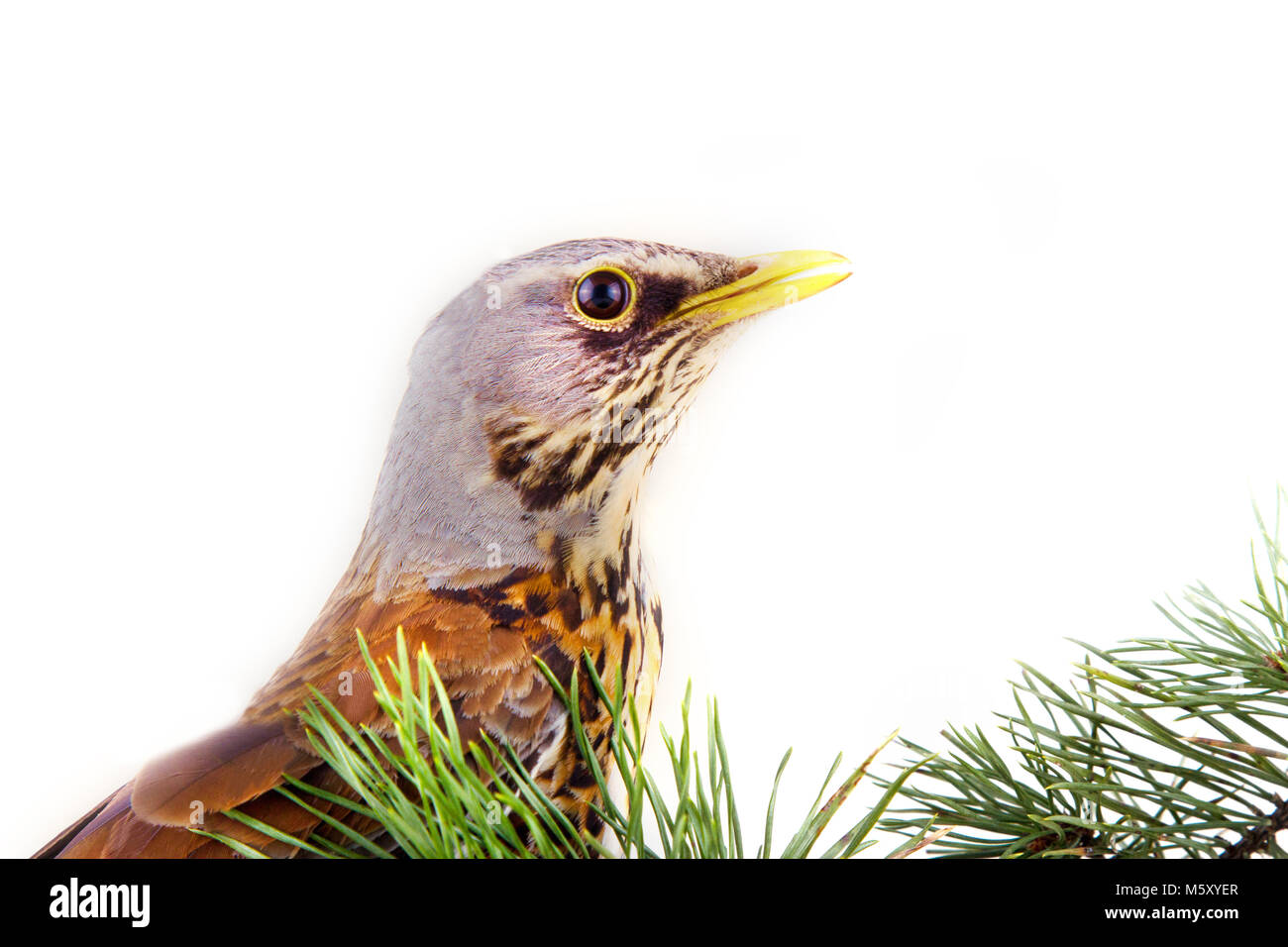 fieldfare (Turdus pilaris) - most numerous thrush of Europe, inhabits ...