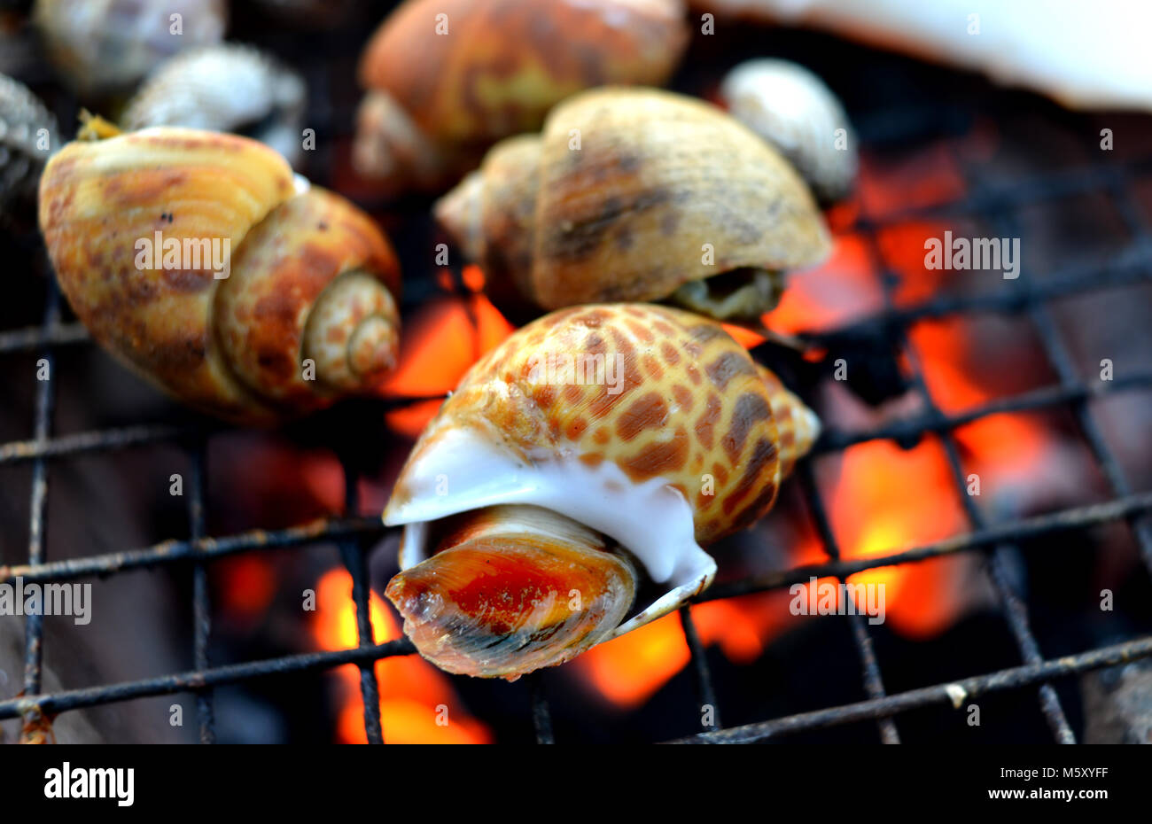 Spotted seashell hi-res stock photography and images - Alamy