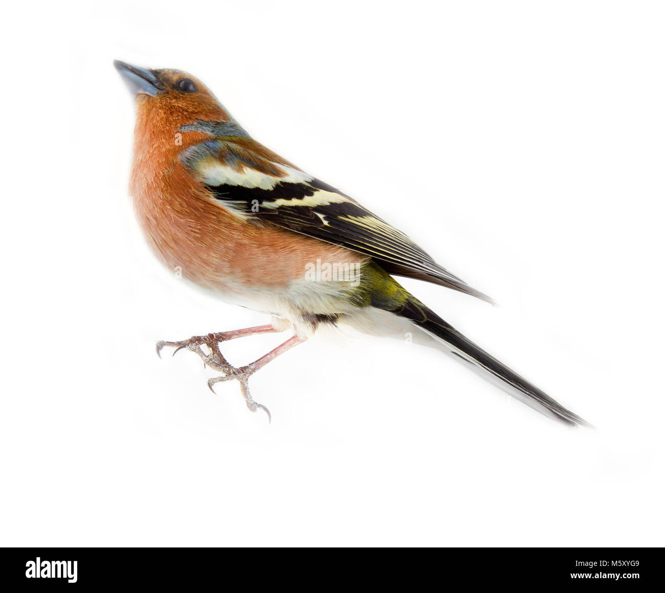 Common small birds Cut Out Stock Images & Pictures - Alamy