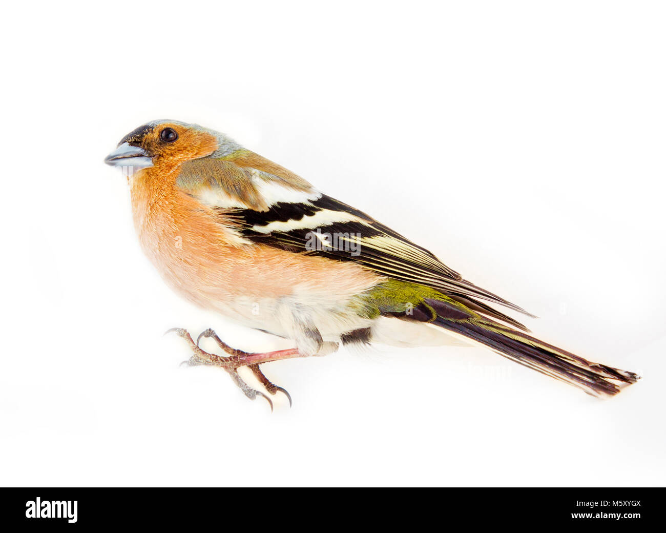 Common breeding birds Cut Out Stock Images & Pictures - Alamy