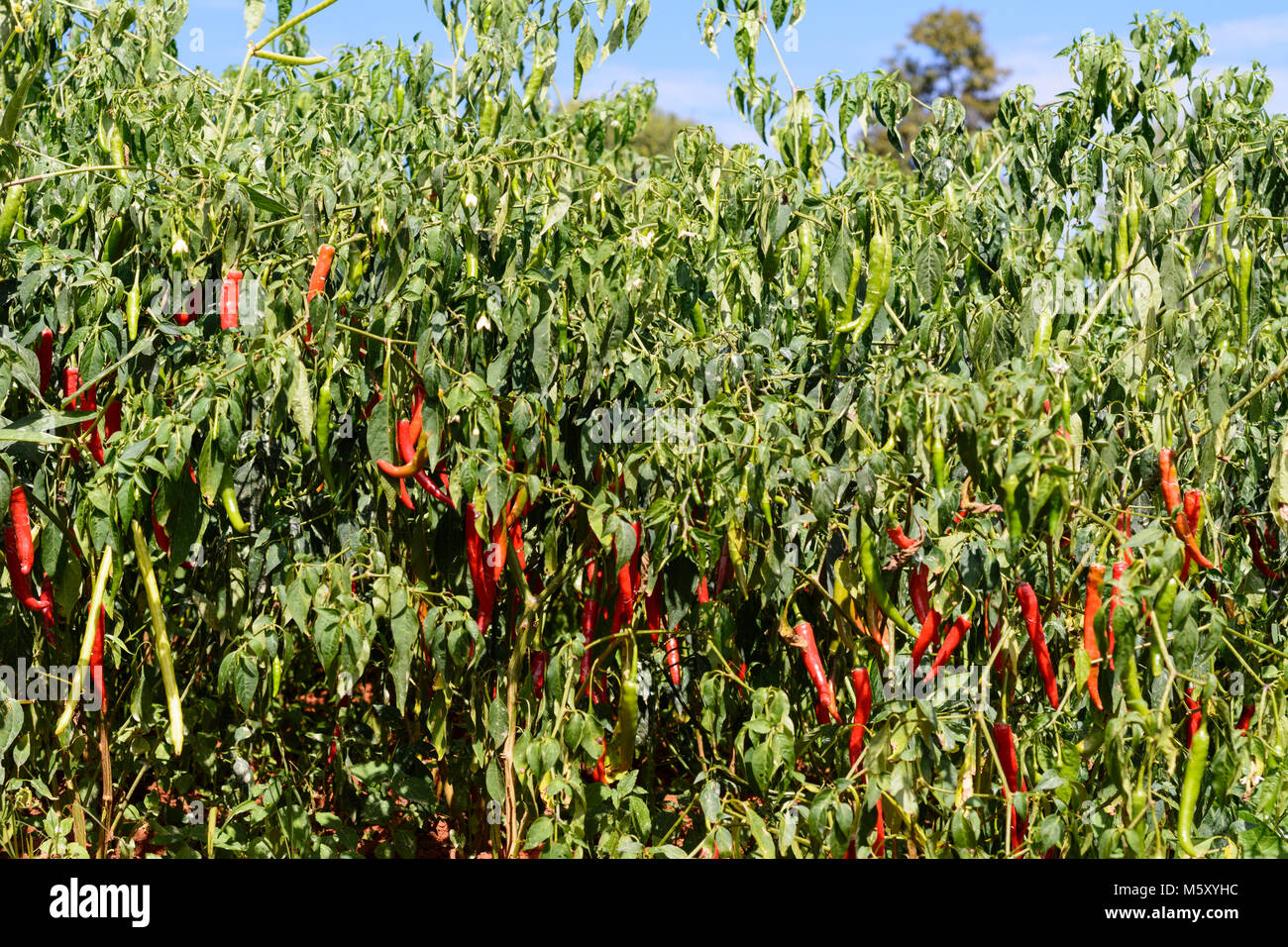 Chilli field hi-res stock photography and images - Alamy