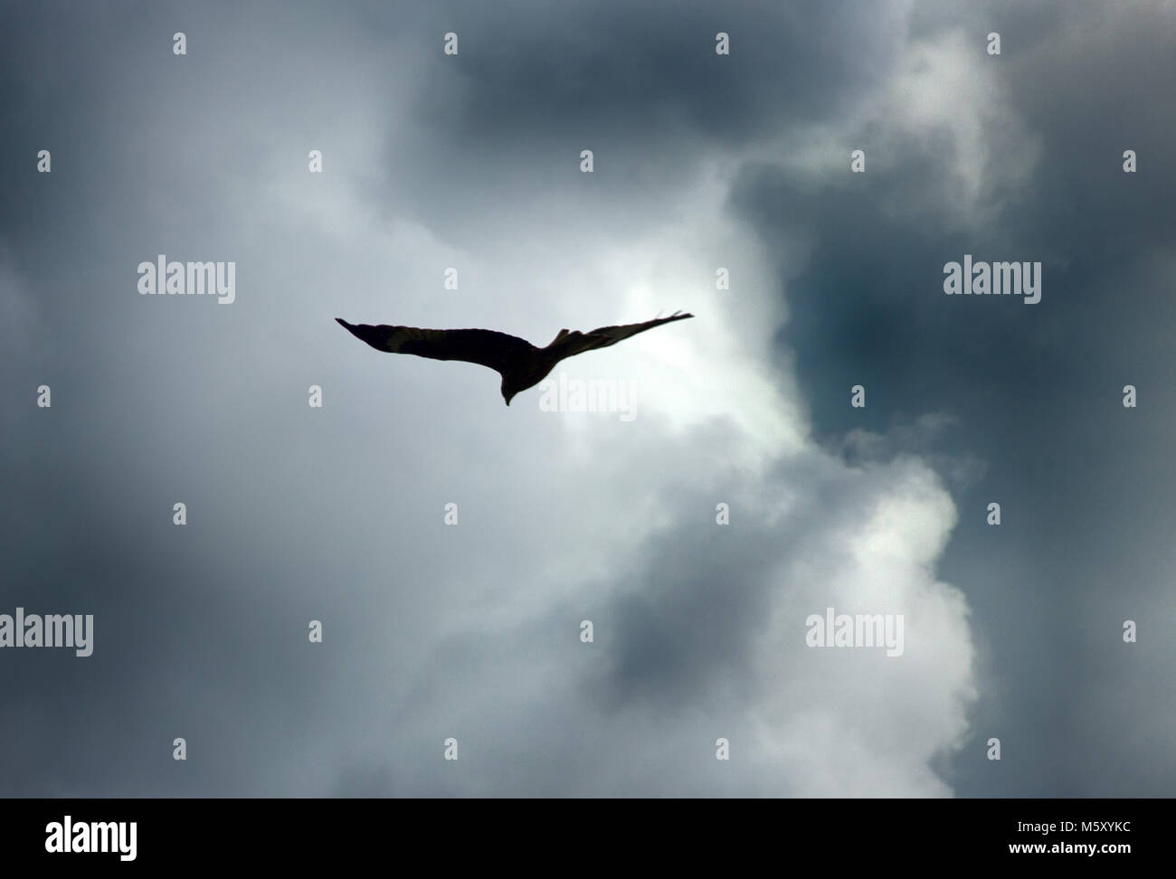 Bird in the sky as symbol of freedom, to release. Bird of prey (kite ...