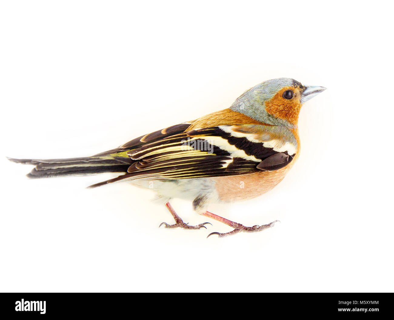 Paradise finches Cut Out Stock Images & Pictures - Alamy