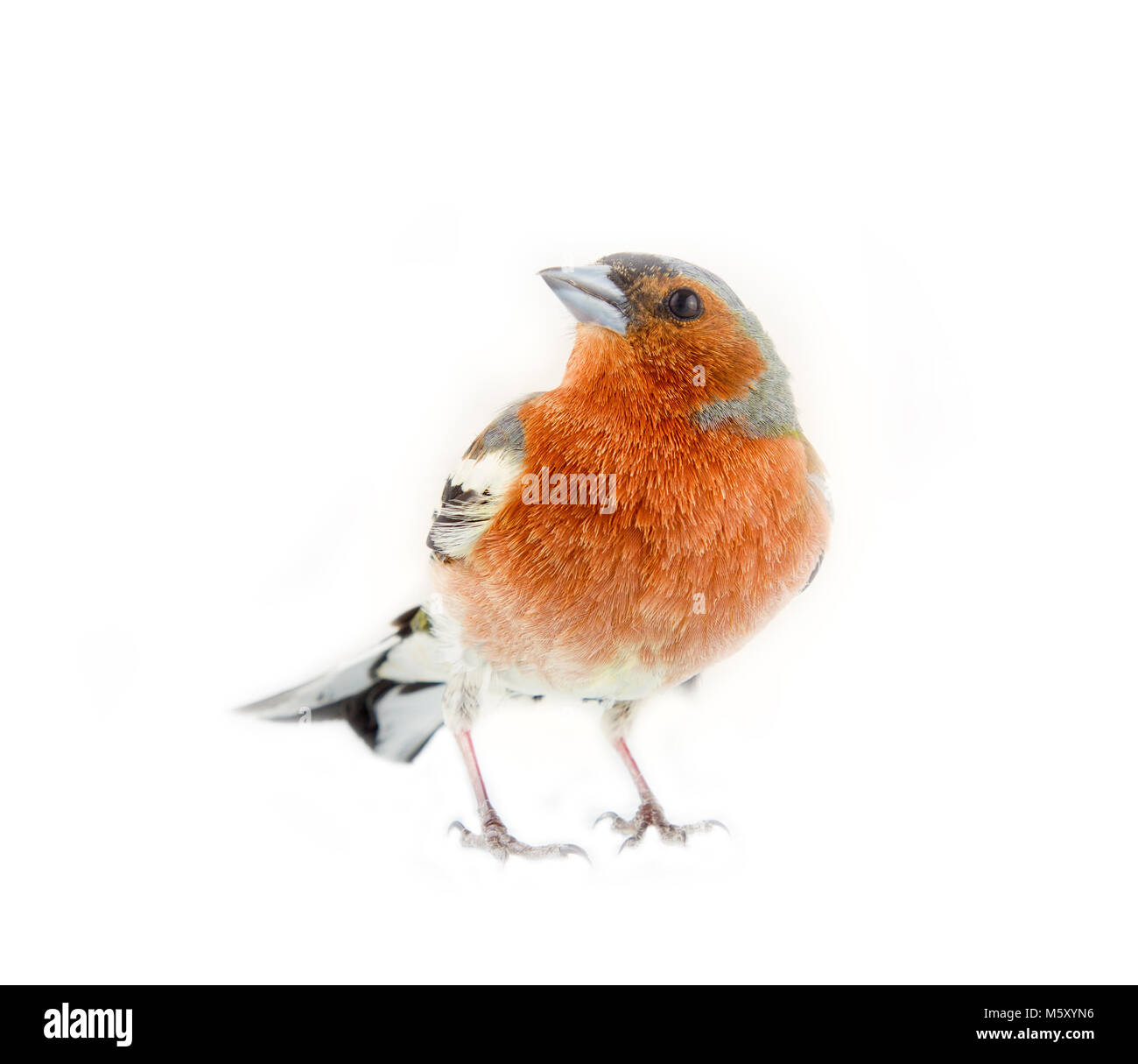 chaffinch (Fringilla coelebs) most common bird of Europe, forest bird ...