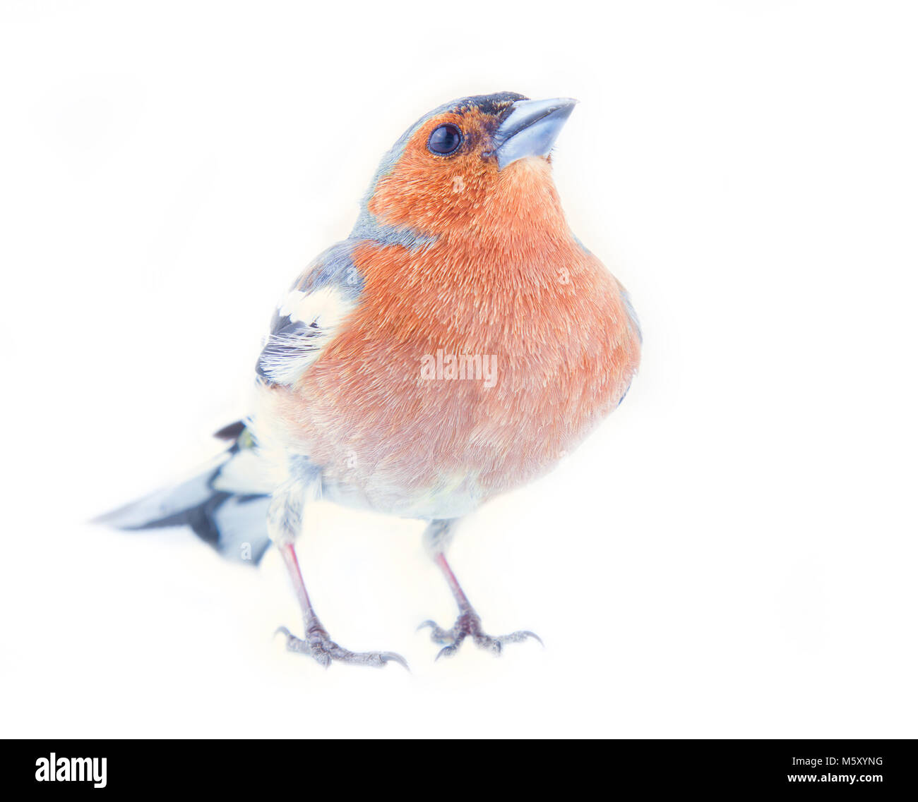 chaffinch (Fringilla coelebs) most common bird of Europe, forest bird ...