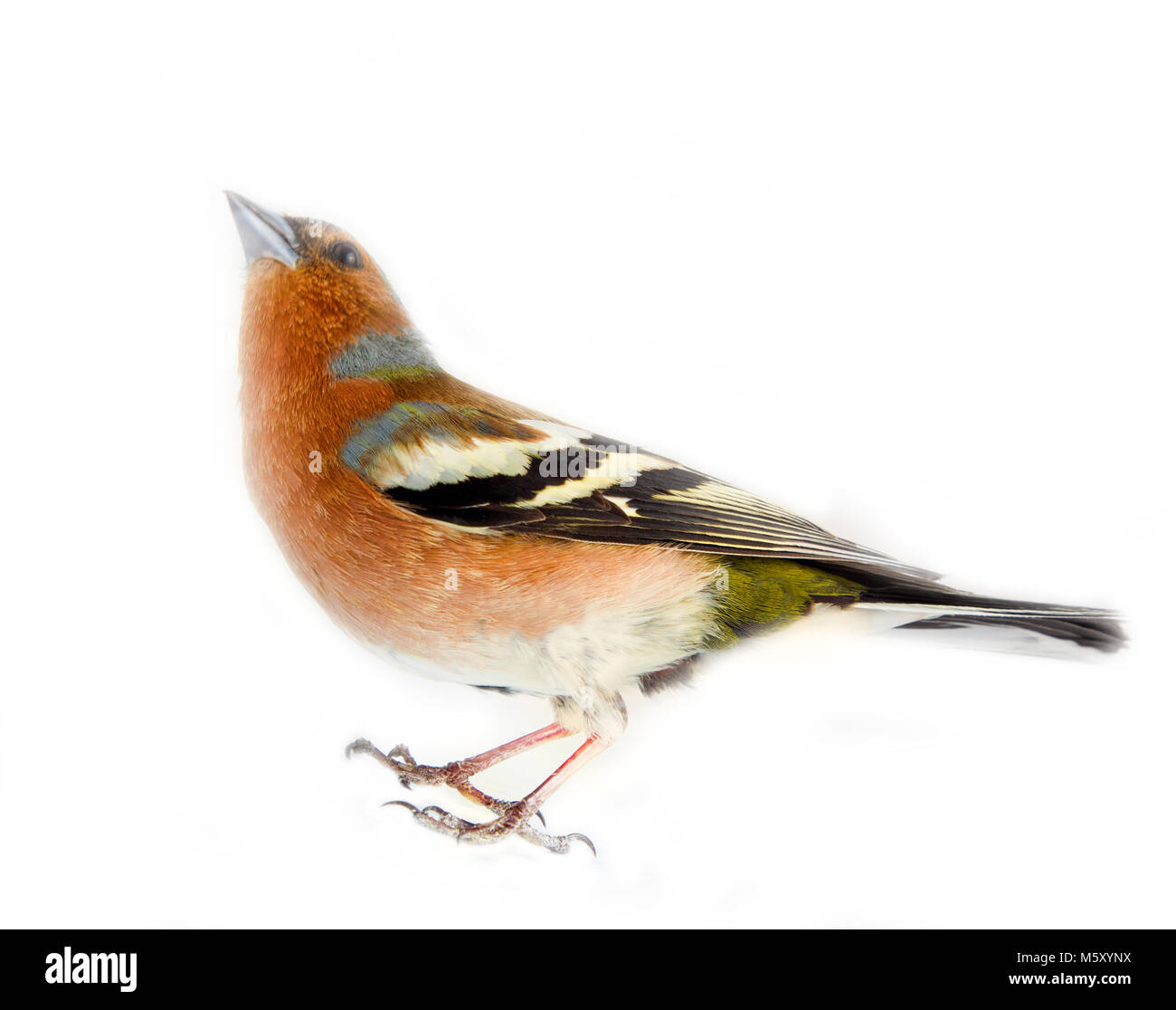 chaffinch (Fringilla coelebs) most common bird of Europe, forest bird ...