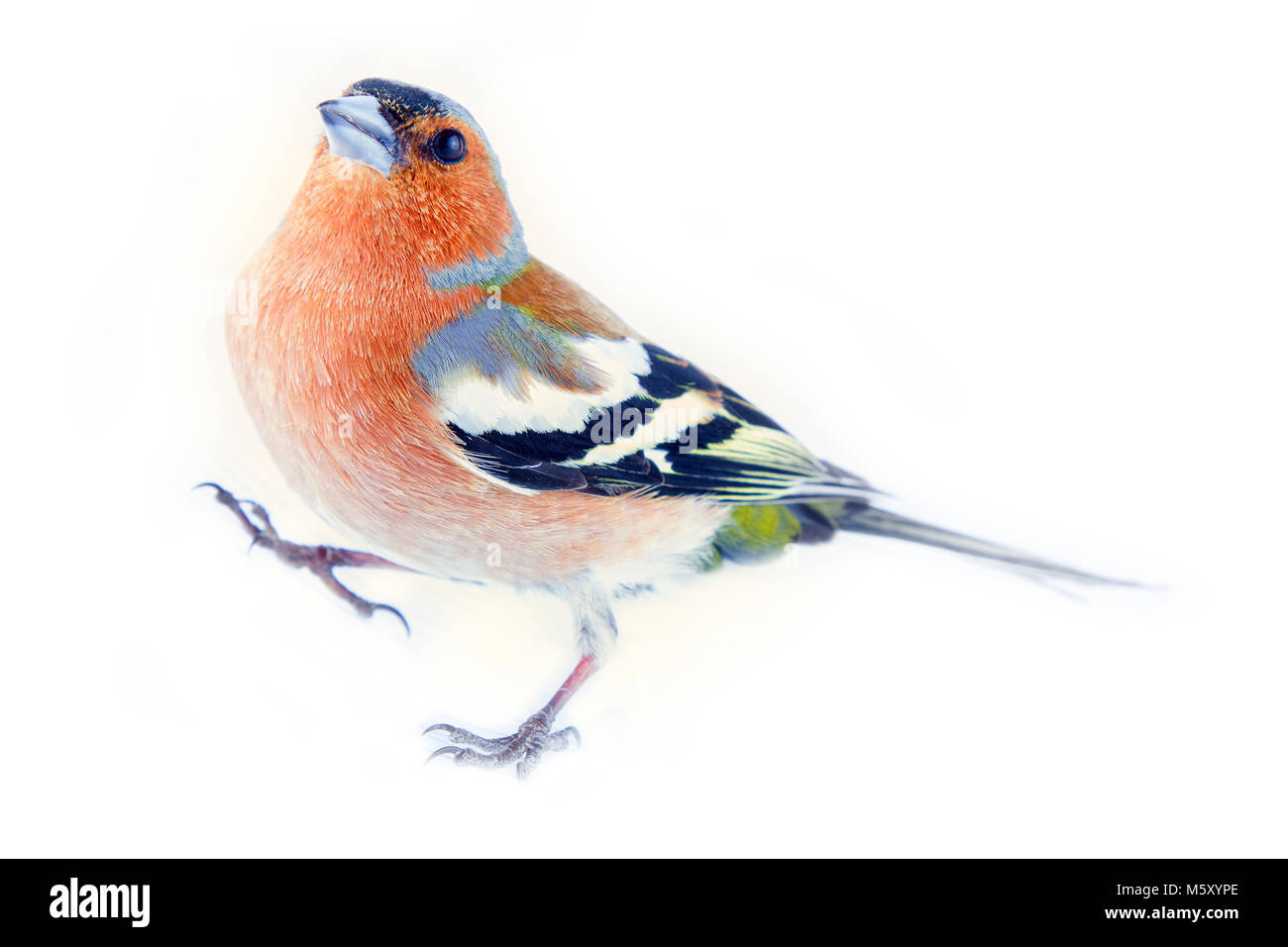 chaffinch (Fringilla coelebs) most common bird of Europe, forest bird ...