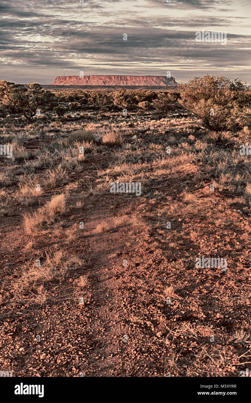 in australia the outback canyon and the tree near mountain in the ...