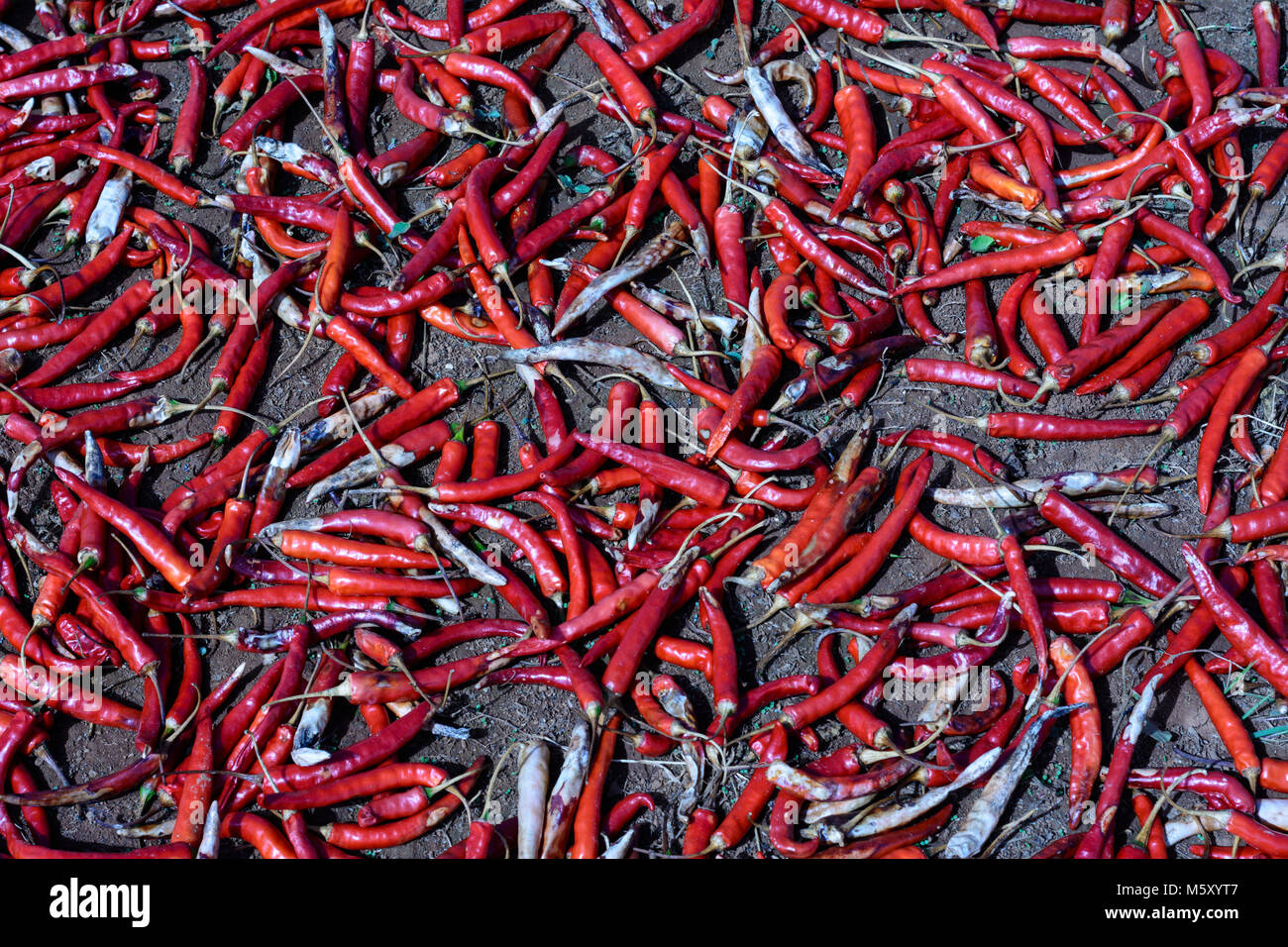 Kalaw: chilli pod for drying, , Shan State, Myanmar (Burma Stock Photo ...