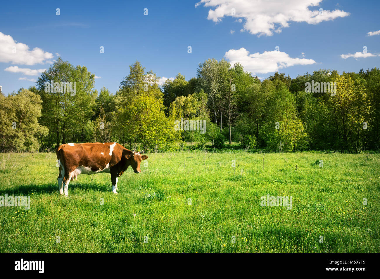 Spotted cow hi-res stock photography and images - Alamy