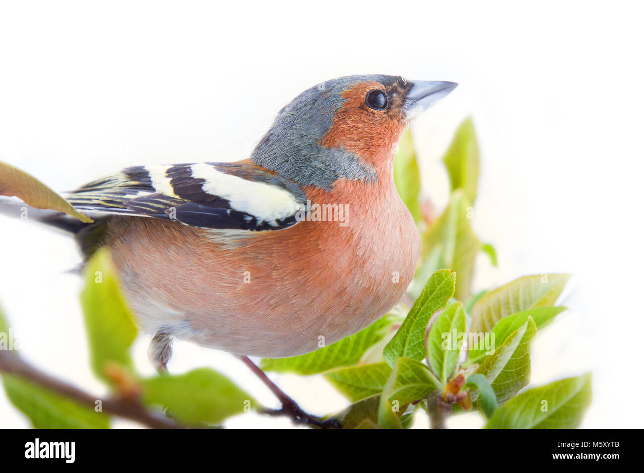 What Are The Native Birds Of Europe