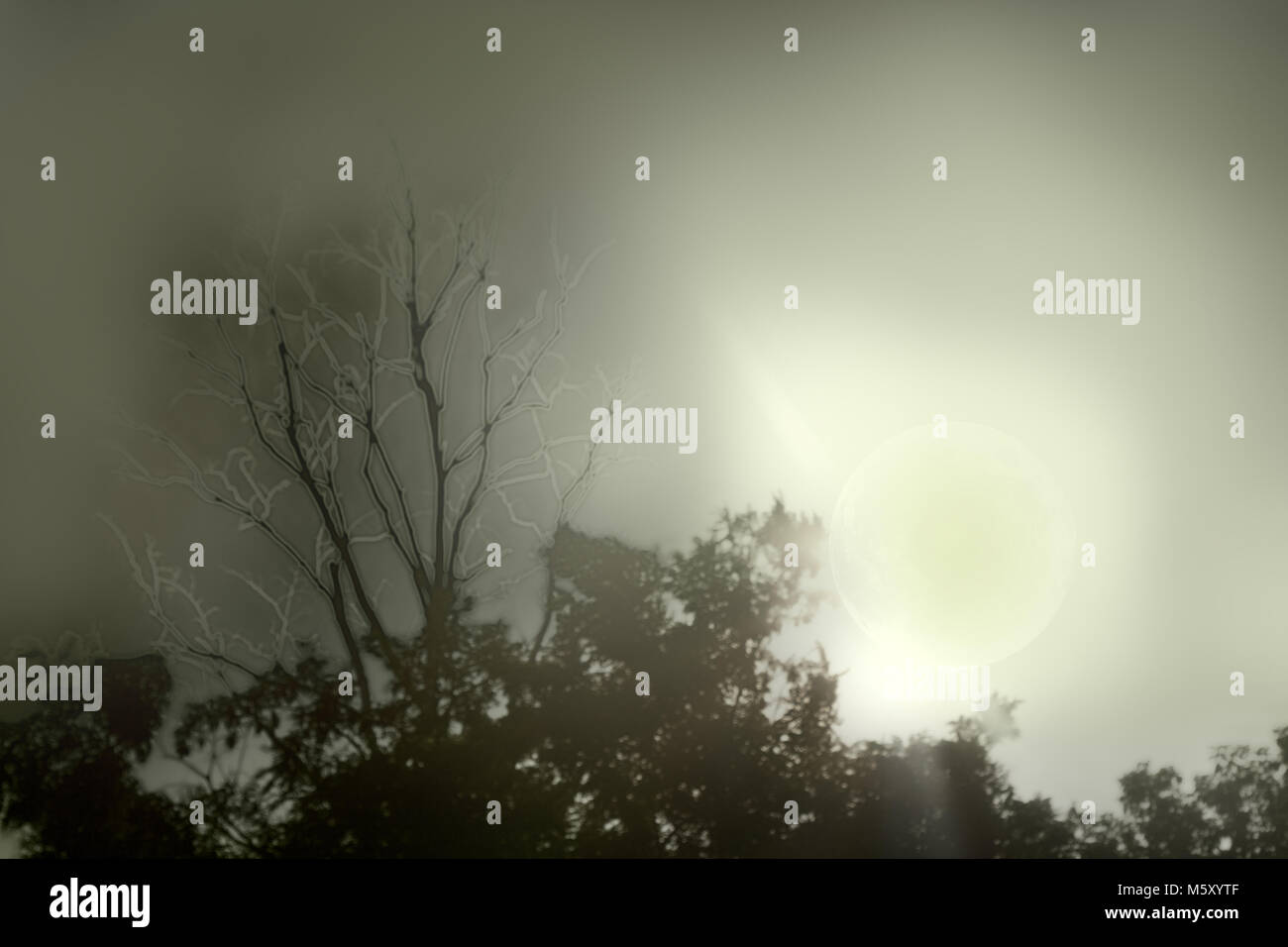 Dead tree (rampike) against setting sun, nightfall. Tree of horror ...