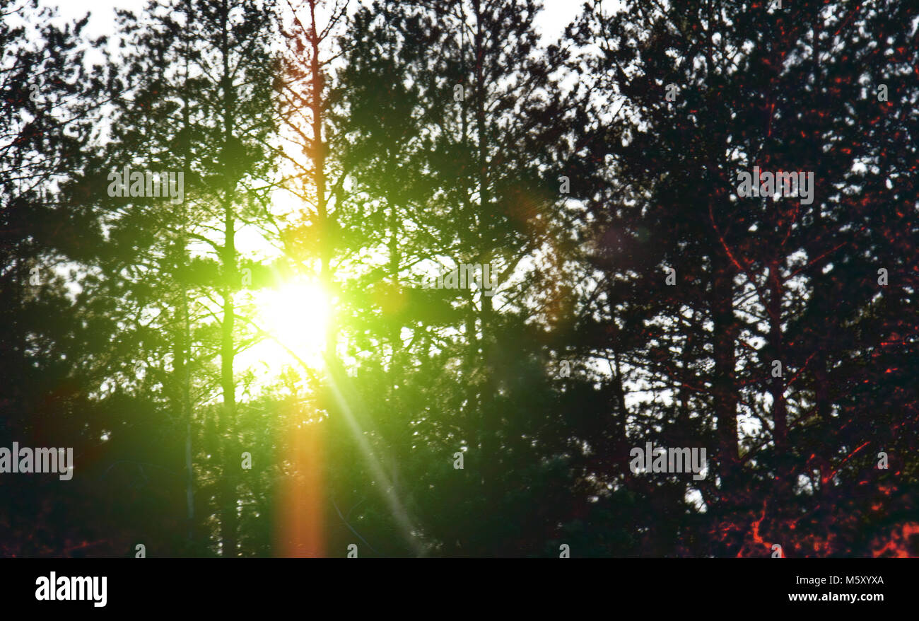 Low sun through pine hi-res stock photography and images - Alamy