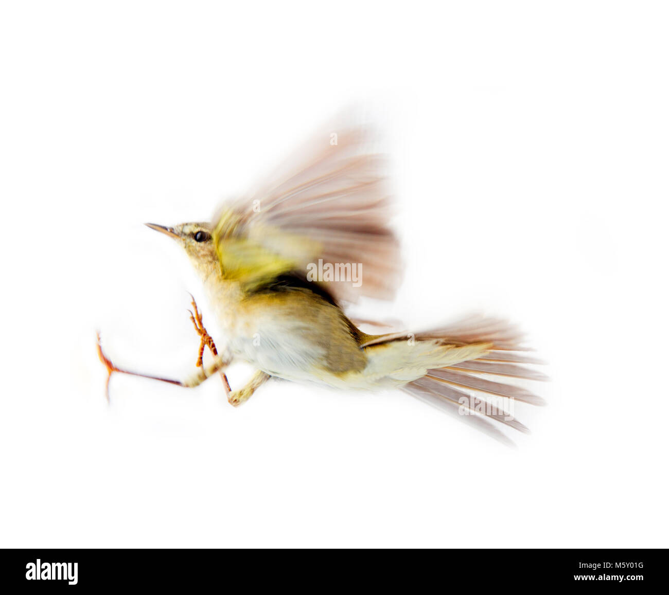 willow warbler (willow wren, Phylloscopus trochilus), yellow-green bird ...