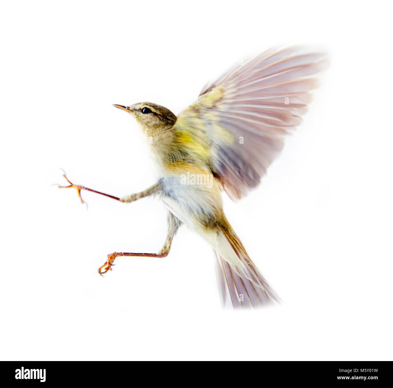 Yellow warbler in flight hi-res stock photography and images - Alamy