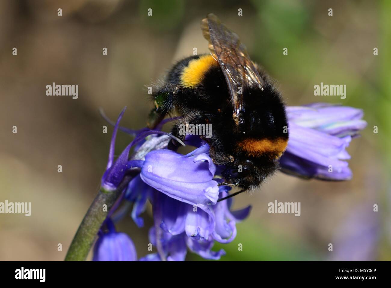 Macro shot of a bumble bee pollinating a bluebell flower Stock Photo ...
